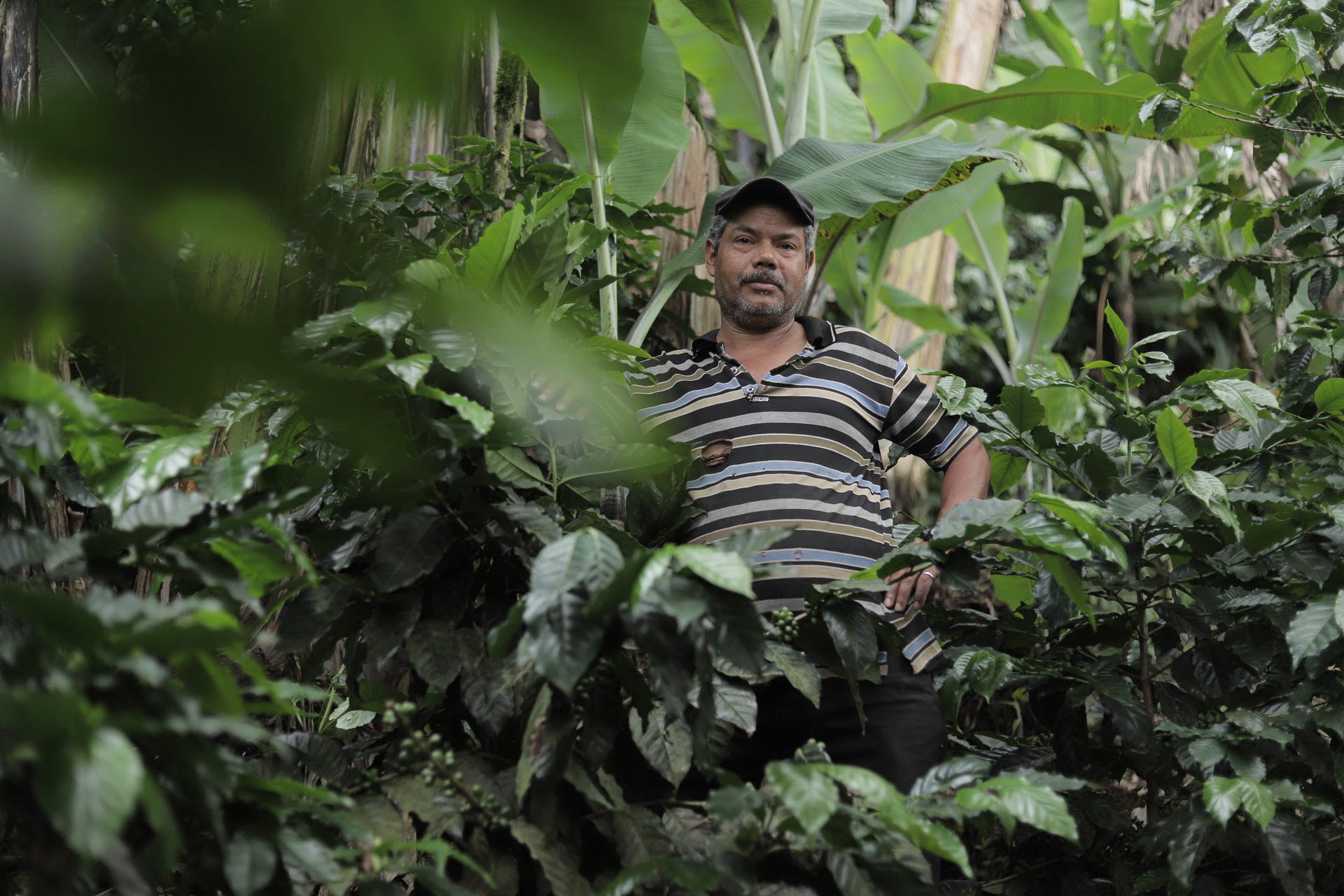 Healthy Coffee - Lifeboost Coffee