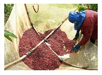 Indonesian Organic Coffee | Lifeboost Coffee - Lifeboost Coffee