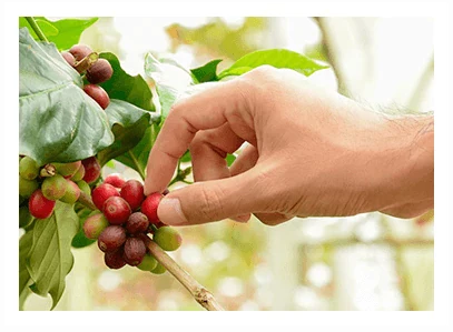 Indonesian Organic Coffee | Lifeboost Coffee - Lifeboost Coffee