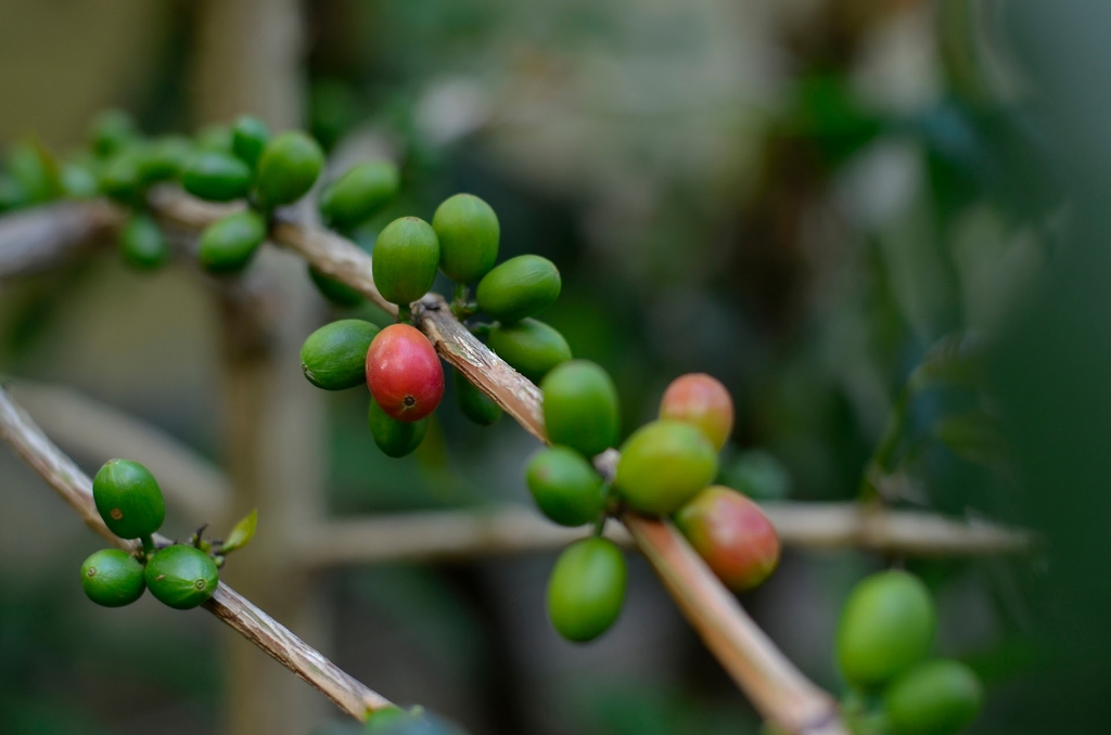 Indonesian Organic Coffee | Lifeboost Coffee - Lifeboost Coffee